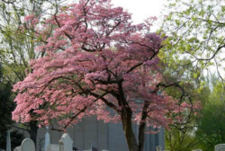 Image Gallery - Green Mount Cemetery